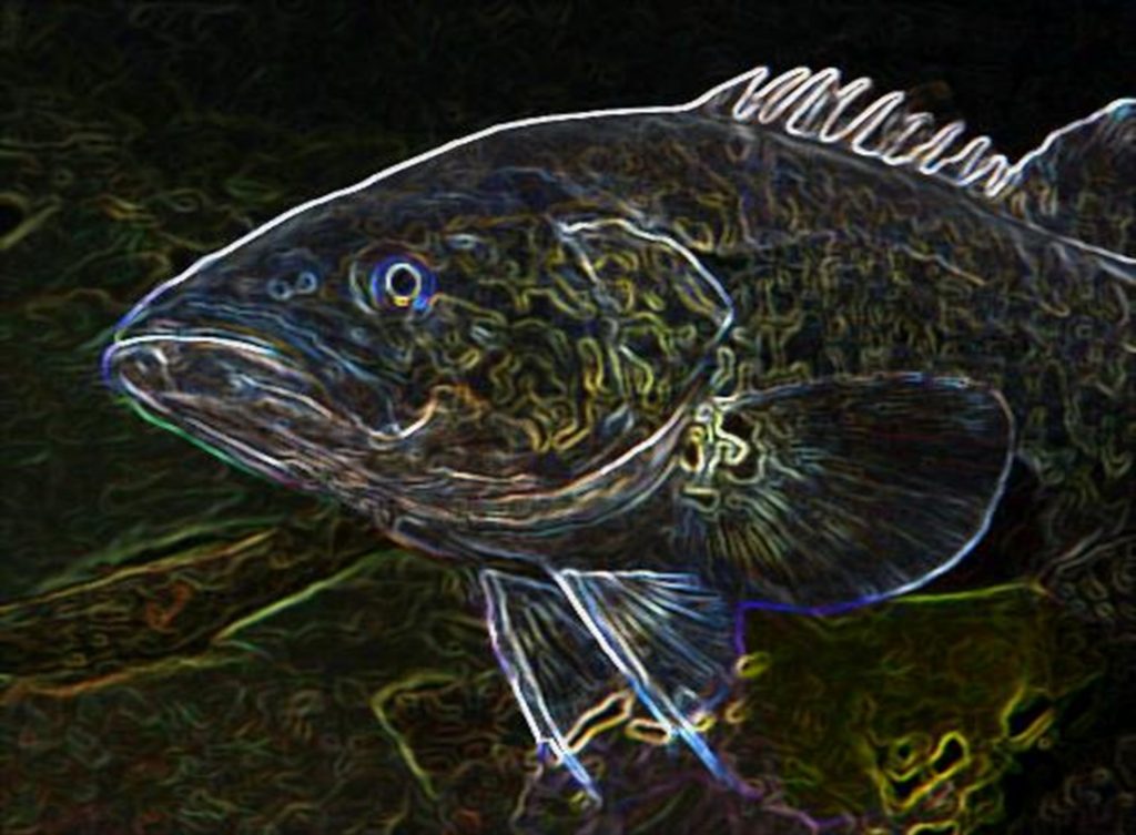 Cod pic enhanced | Mary River Catchment Coordinating Committee