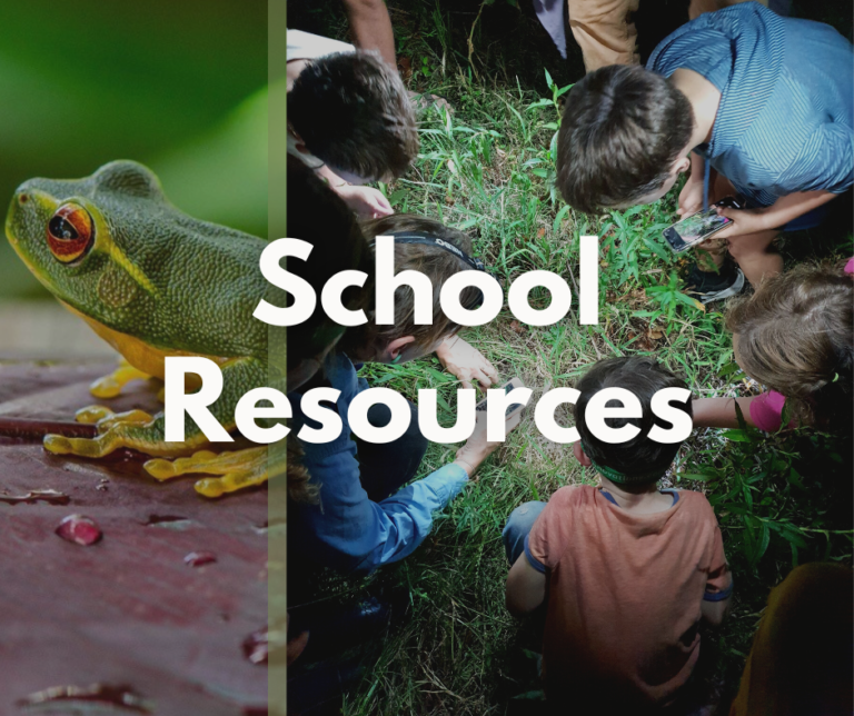 Find a Frog in February | Mary River Catchment Coordinating Committee