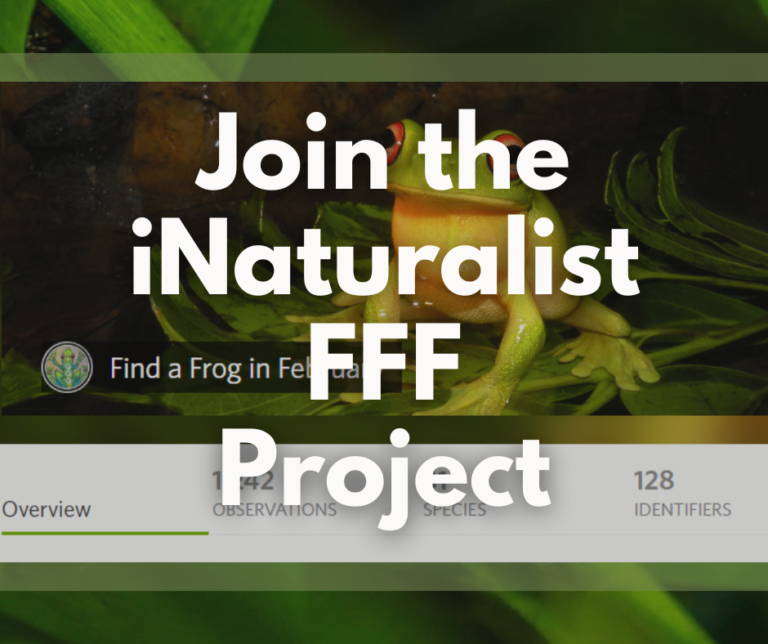 Find a Frog in February | Mary River Catchment Coordinating Committee