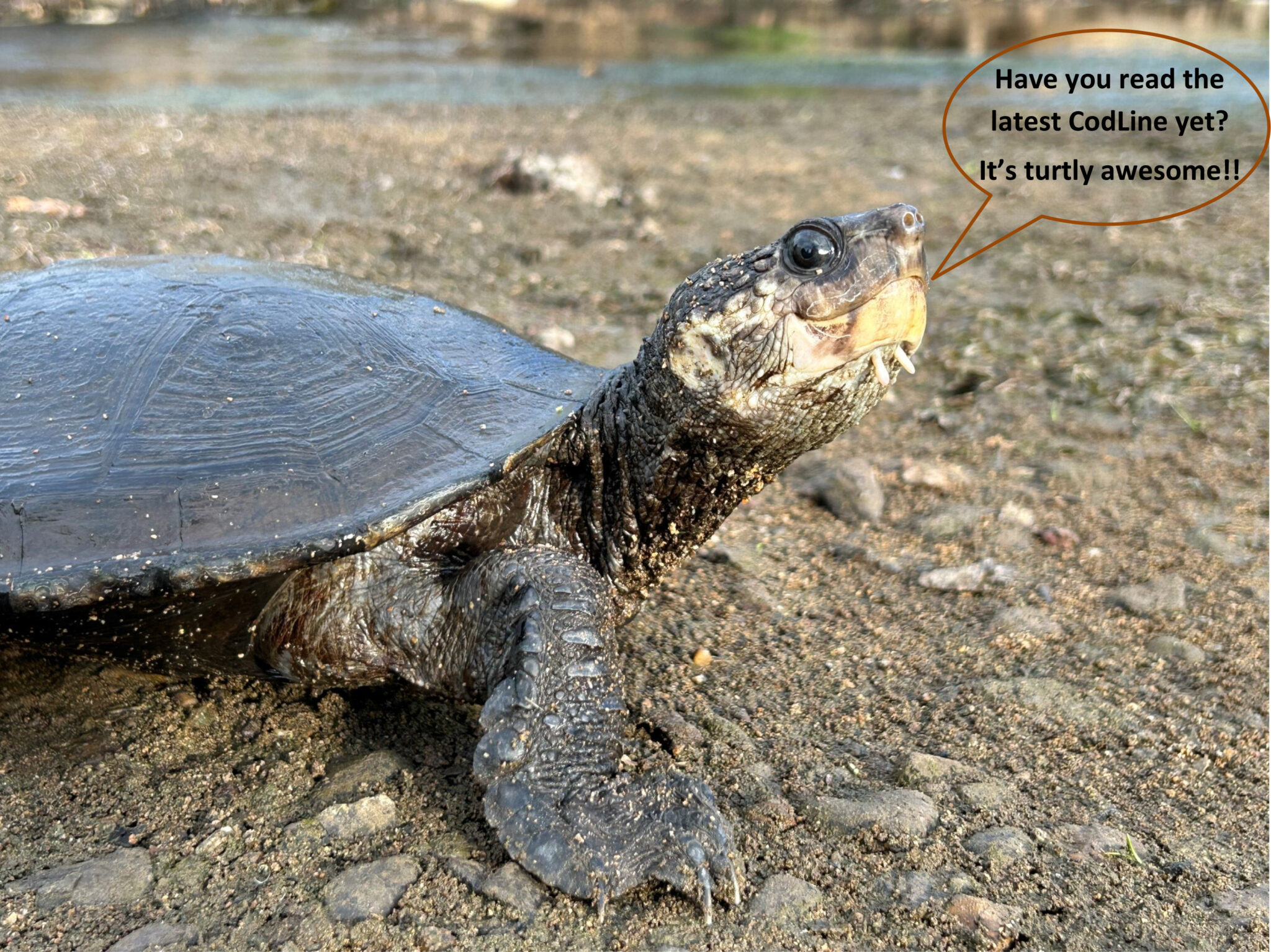 CodLine Issue 34 out now! | Mary River Catchment Coordinating Committee