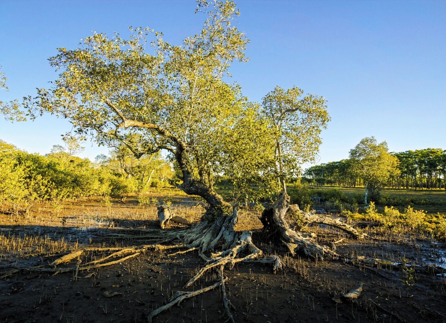 Mary's significant trees | Mary River Catchment Coordinating Committee