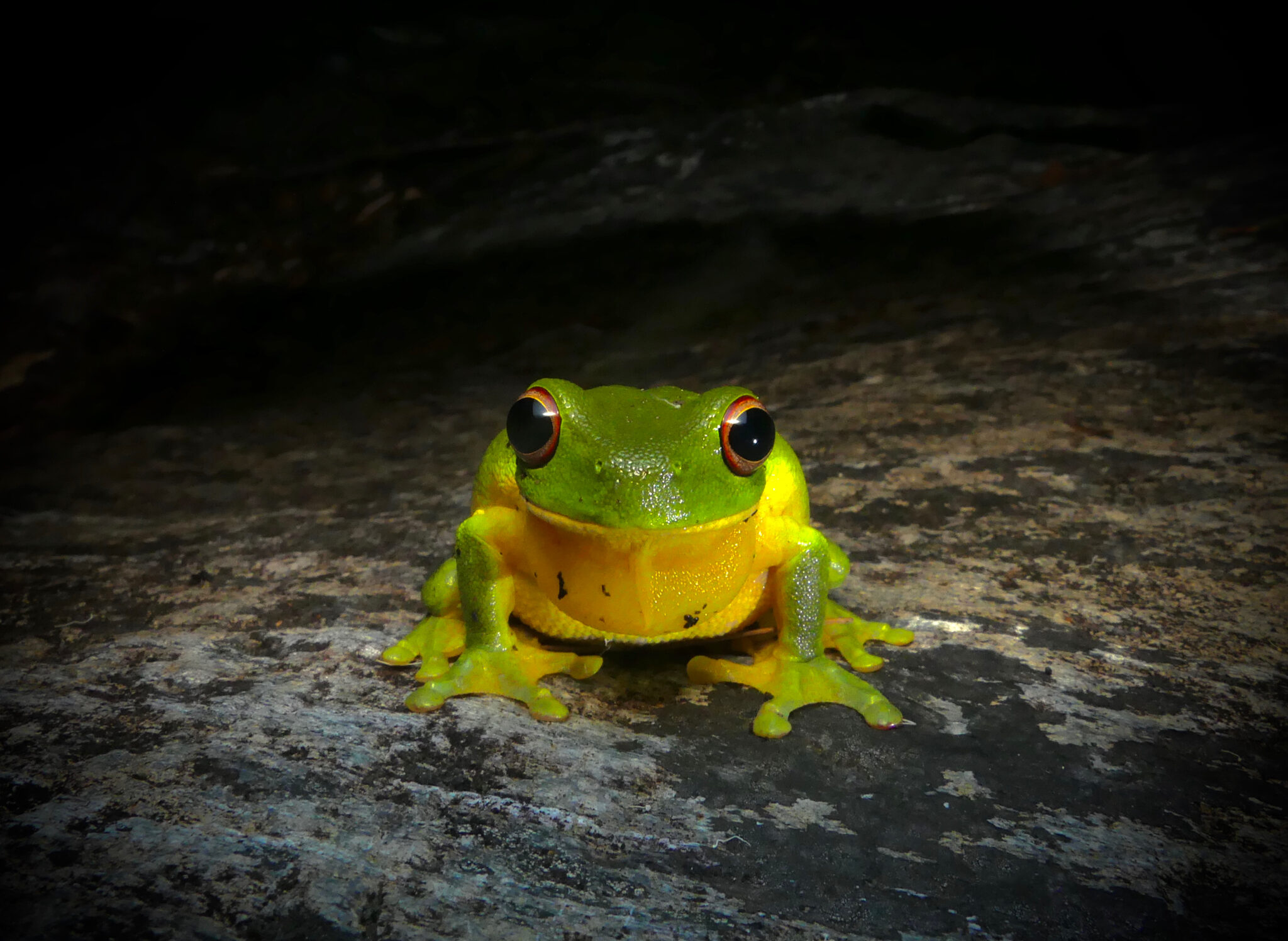 Workshops & Events - Find a Frog in February | Mary River Catchment ...