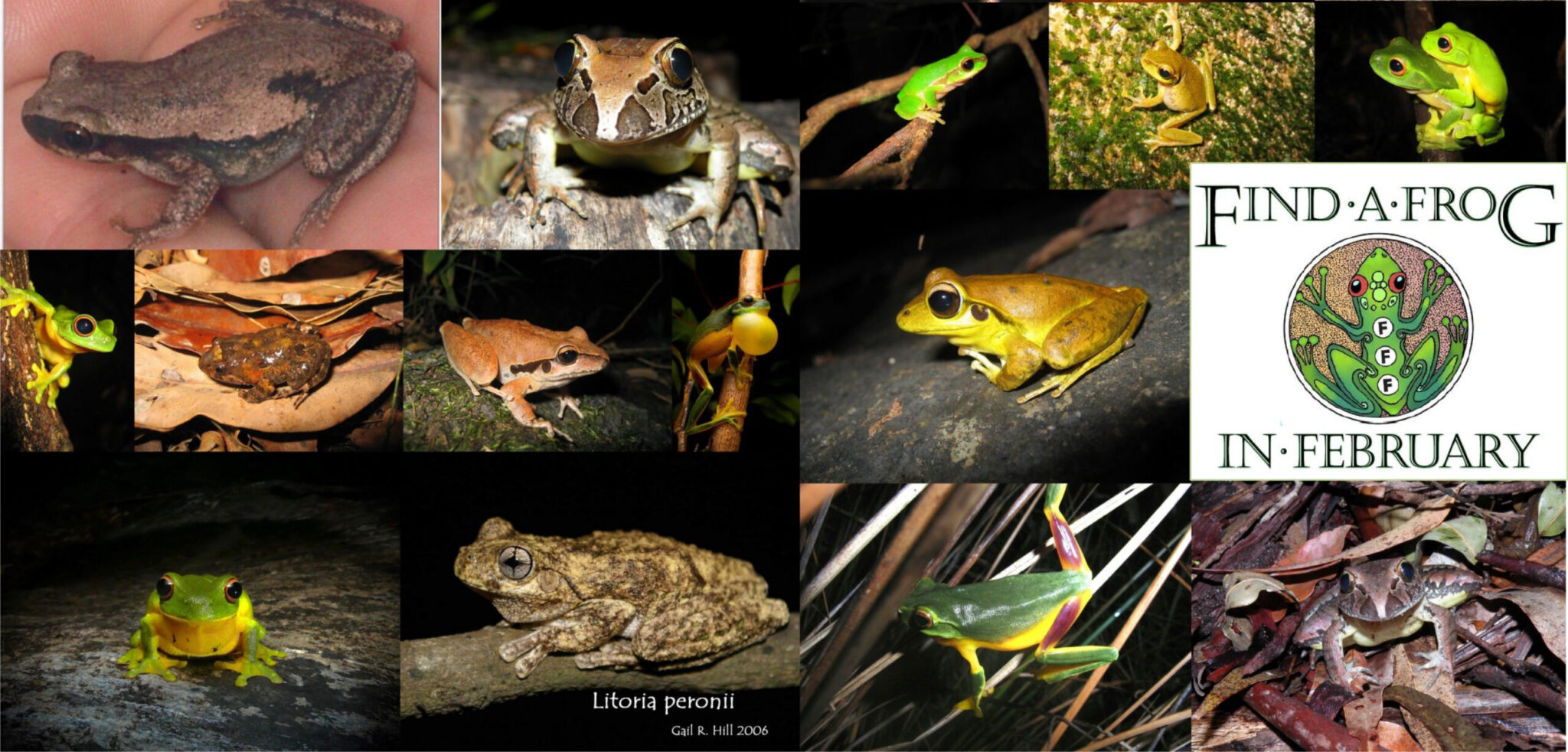 Frog montage for FFF | Mary River Catchment Coordinating Committee