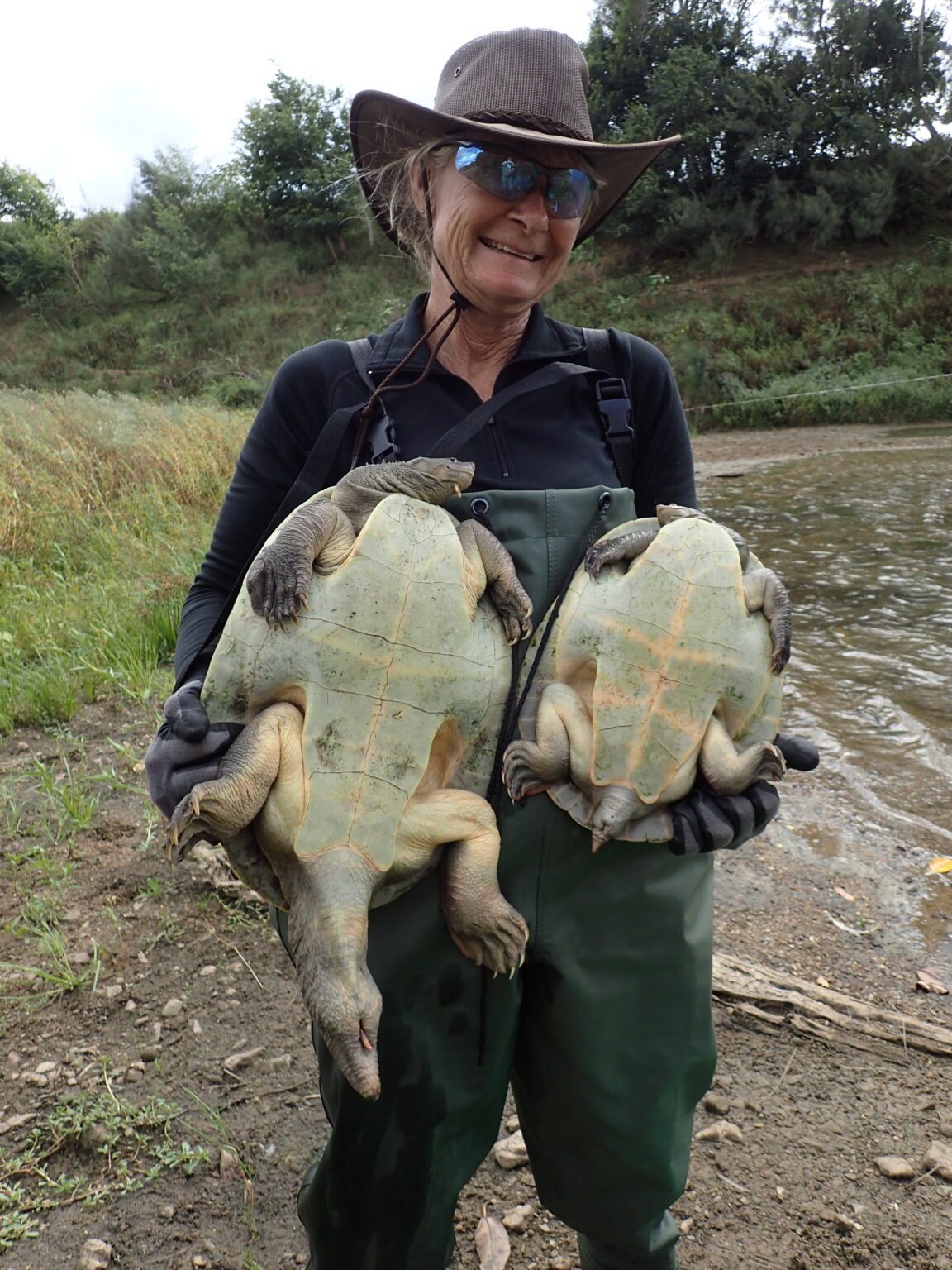 Mary's turtle now critically endangered | Mary River Catchment ...