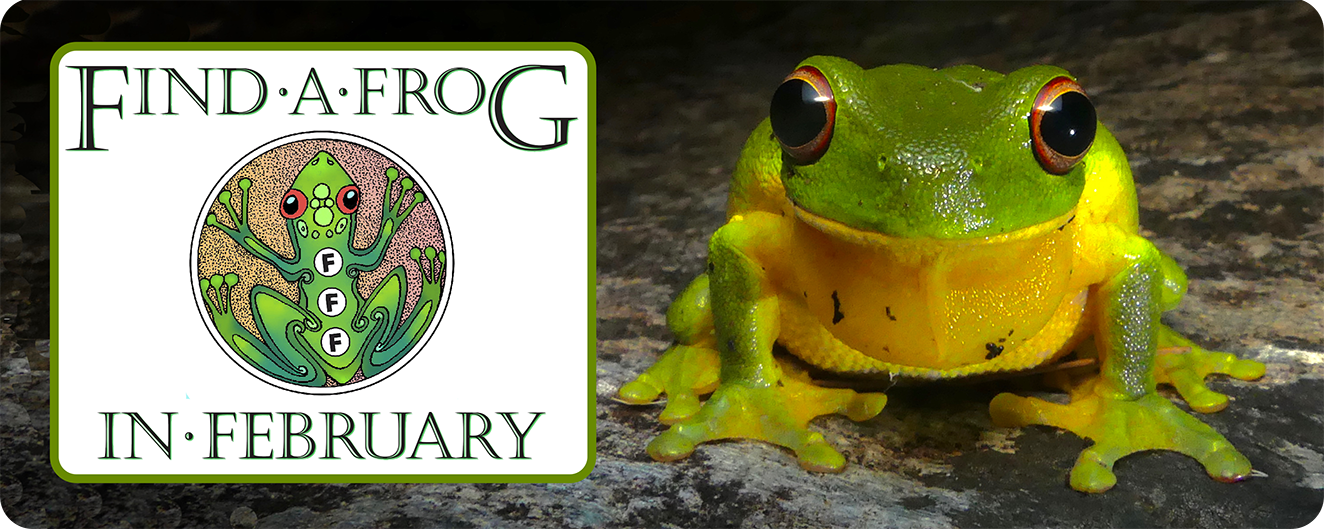 Find a Frog in February | Mary River Catchment Coordinating Committee